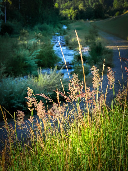 Slope Grass Frond - Free photo on Pixabay
