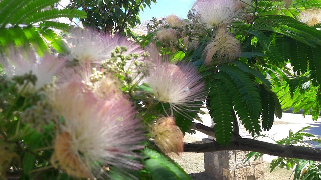 Mimoza Tree - Free photo on Pixabay - Pixabay