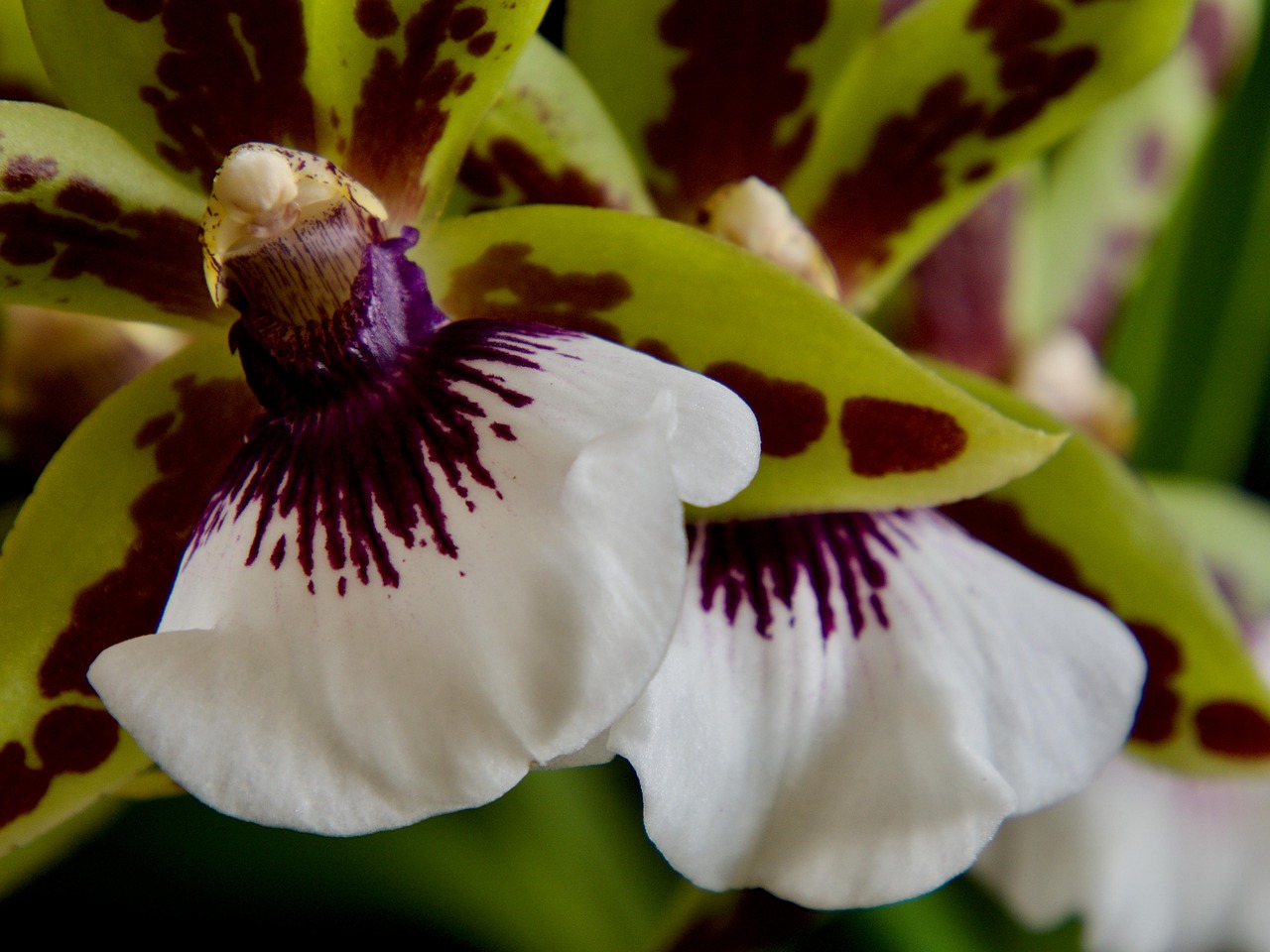 Close Up Bloom Flowering Free Photo On Pixabay Pixabay
