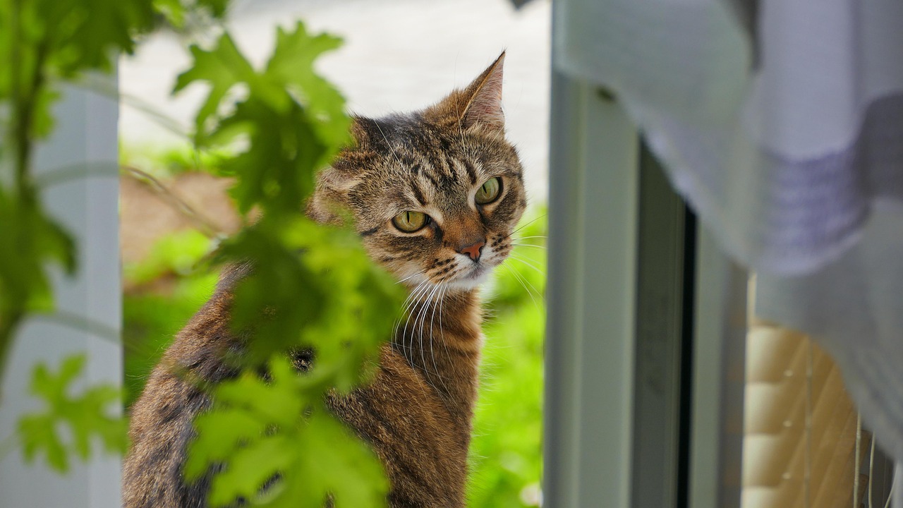 Animal Cat Félin De - Photo gratuite sur Pixabay - Pixabay