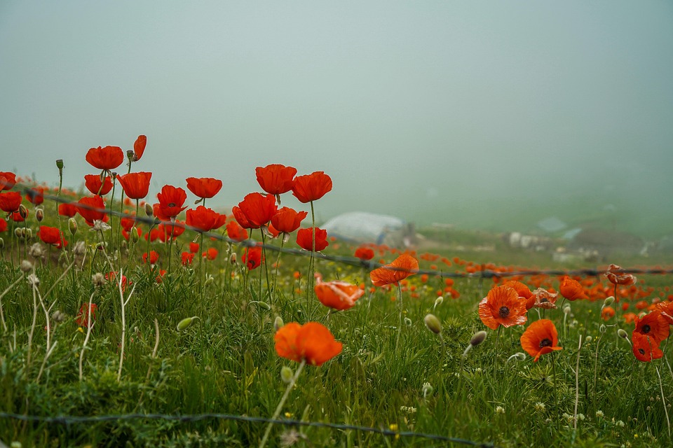 Poppy Flower Spring - Free photo on Pixabay