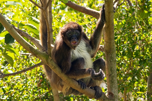 Ape Primate Sad Wild - Free photo on Pixabay - Pixabay