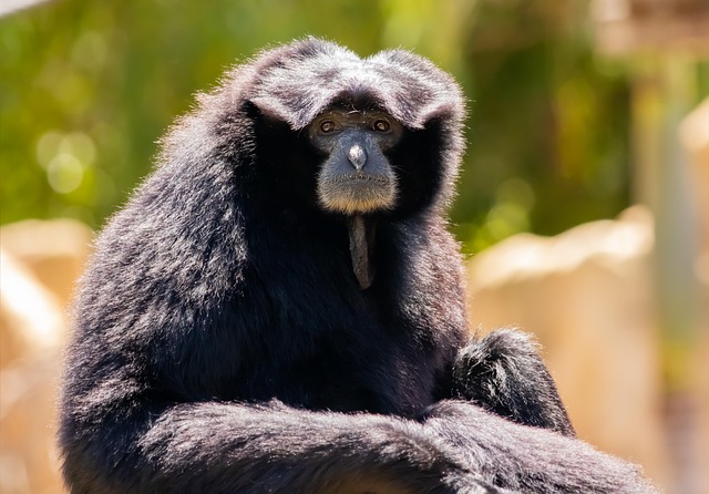 Ape Primate Zoo Wild - Free photo on Pixabay