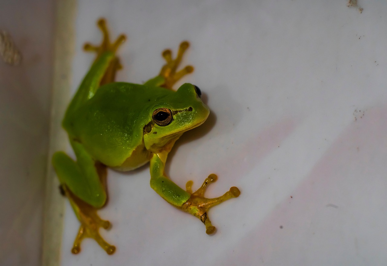 Hyla Orientalis Sammakko - Ilmainen valokuva Pixabayssa - Pixabay