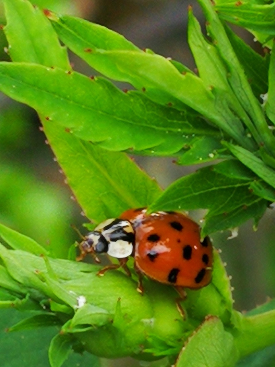 Mariquita Cerrar Amuleto De La Foto Gratis En Pixabay Pixabay