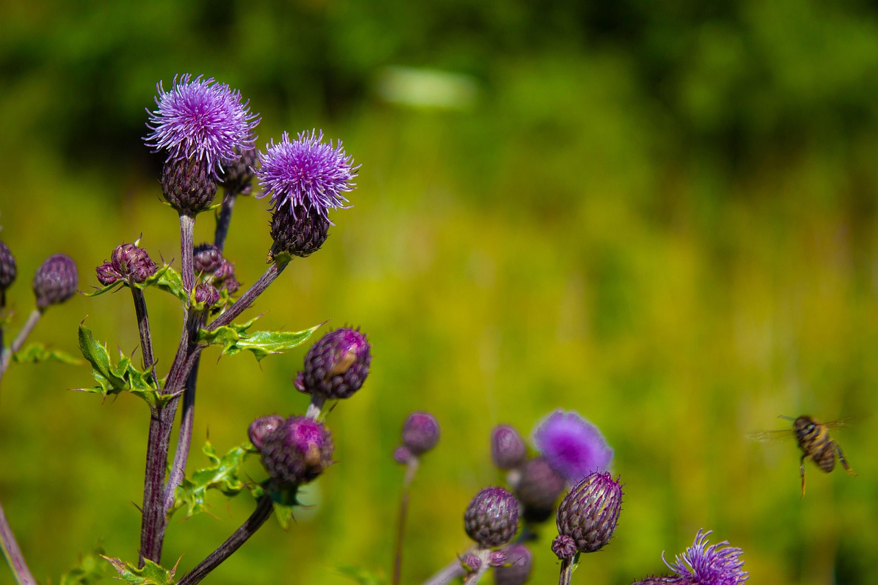 Mauve Fleurs Nature La - Photo gratuite sur Pixabay - Pixabay