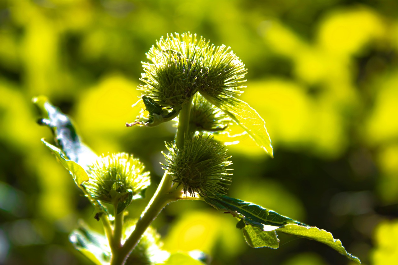 Spiky Bloom Flower - Free photo on Pixabay