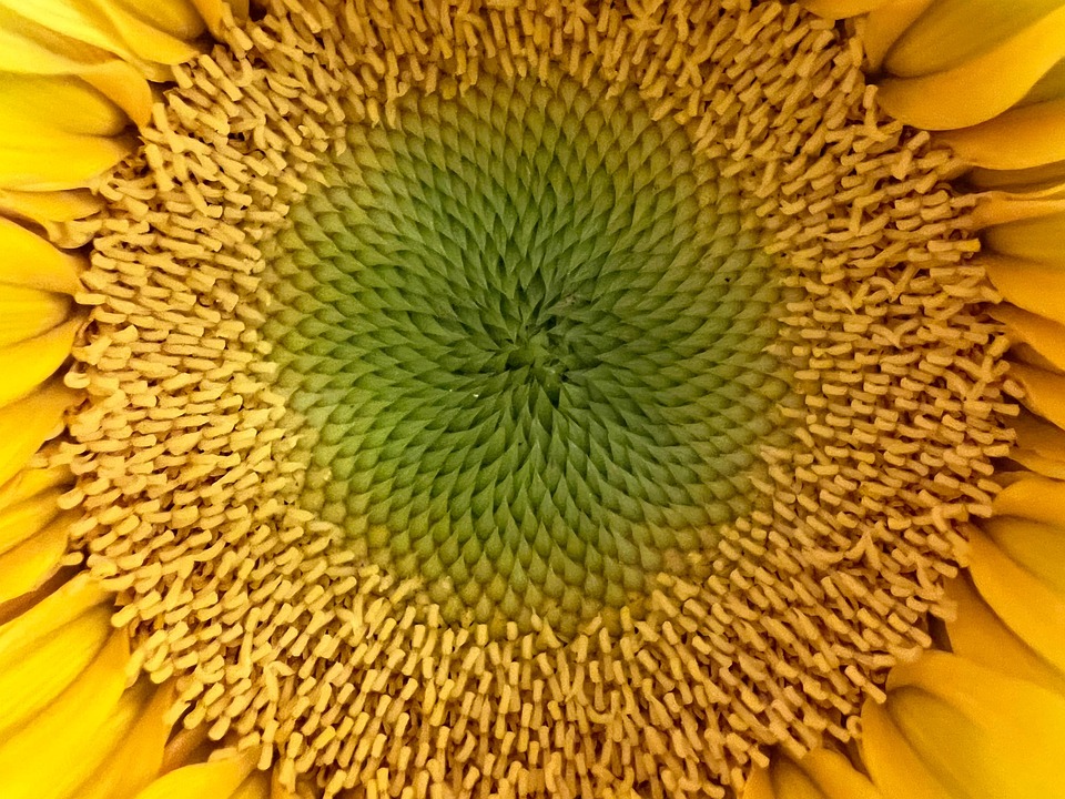 Sunflower Flower Plant - Free photo on Pixabay