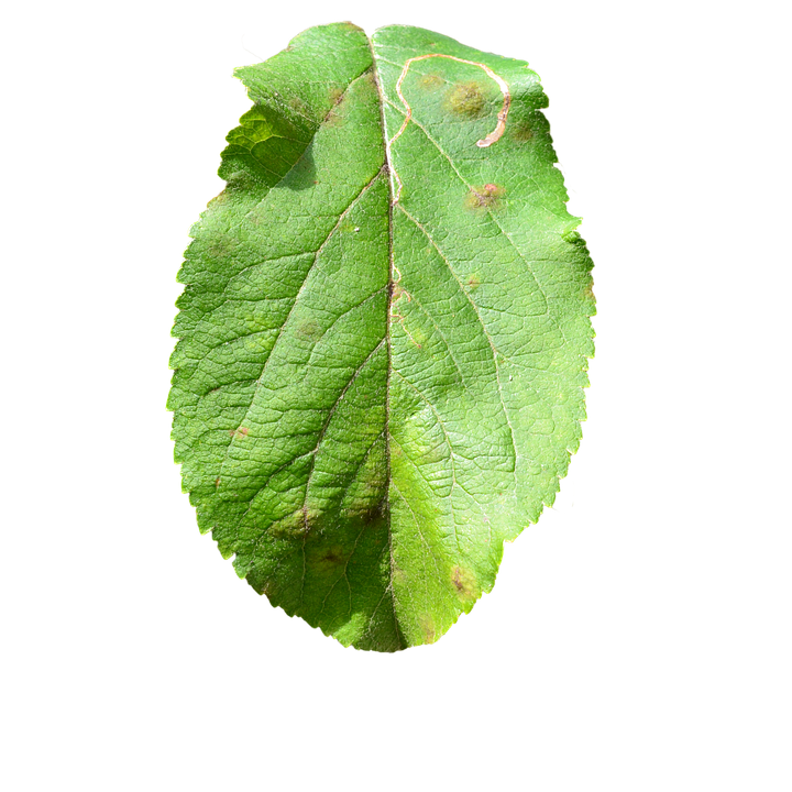 Blatt Die Pflanze Silhouette - Kostenloses Foto auf Pixabay - Pixabay