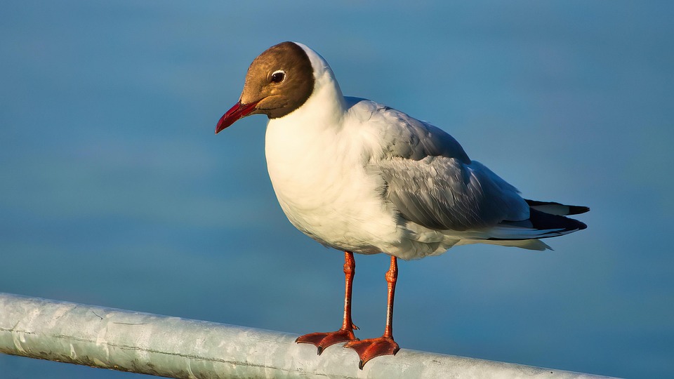 Bird Gull Ornithology - Free photo on Pixabay - Pixabay
