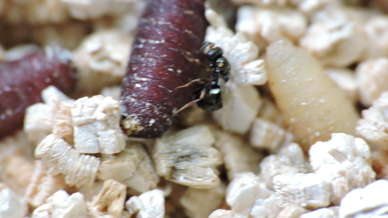 Larva Pupa - Foto gratuita no Pixabay - Pixabay