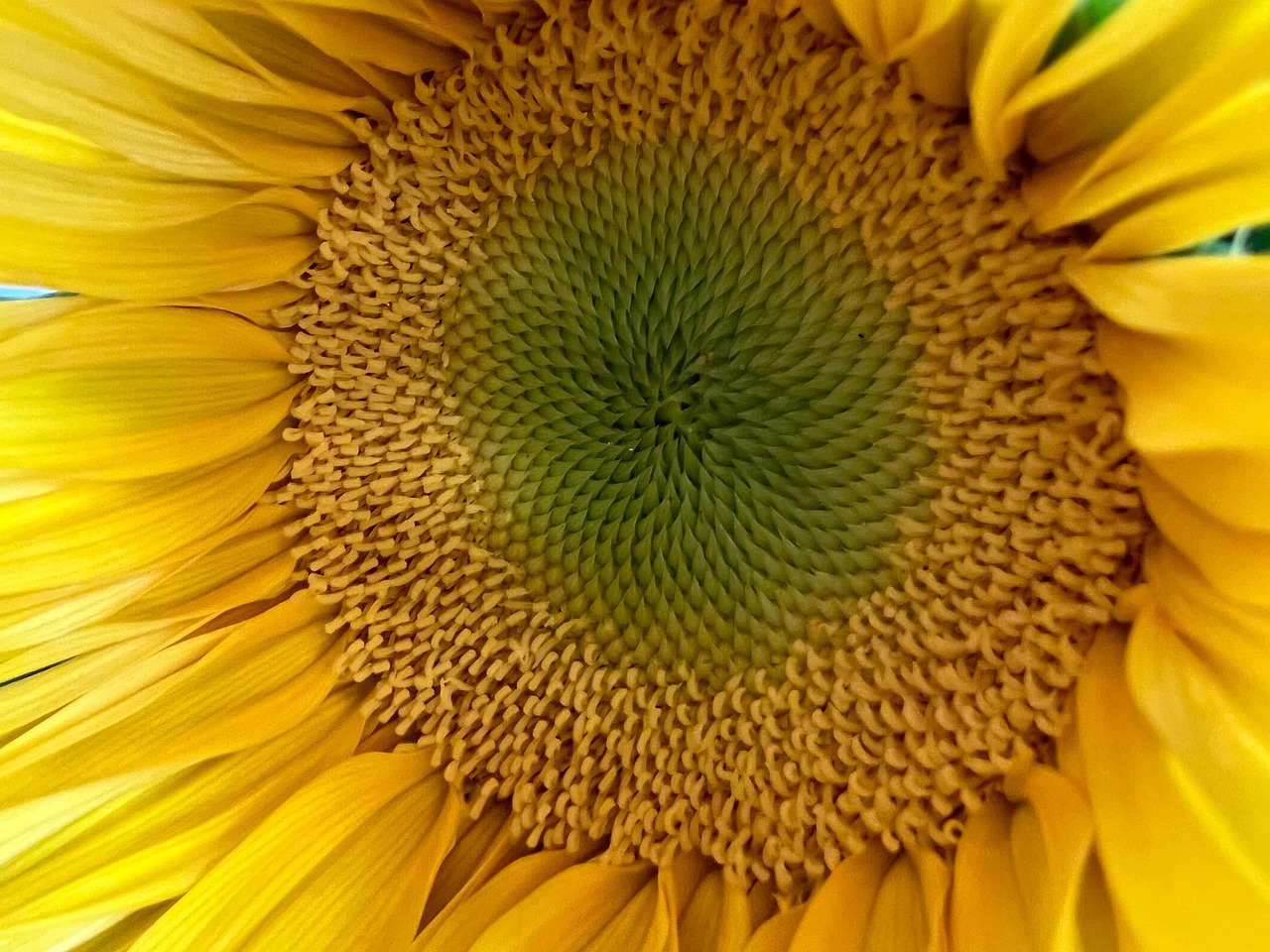 Bunga Matahari Tanaman - Foto gratis di Pixabay - Pixabay