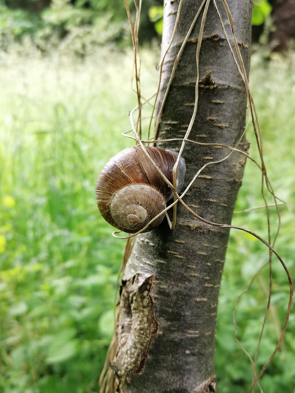 Escargot Coquille Fermer Tronc - Photo gratuite sur Pixabay - Pixabay