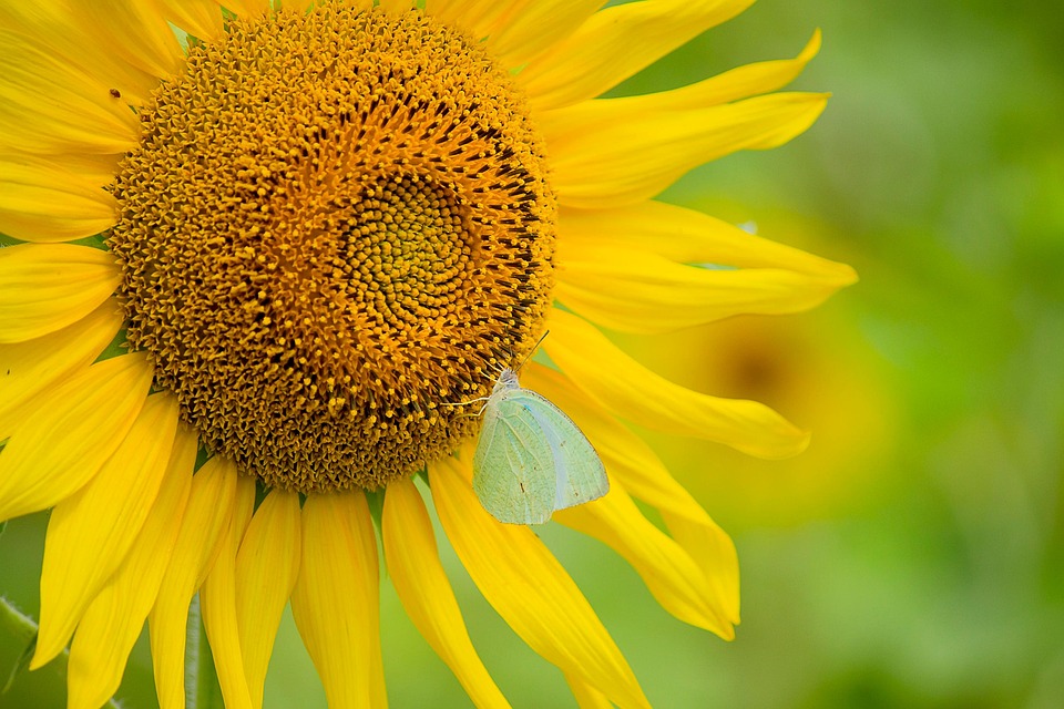 Sunflower Insect Wildlife - Free photo on Pixabay