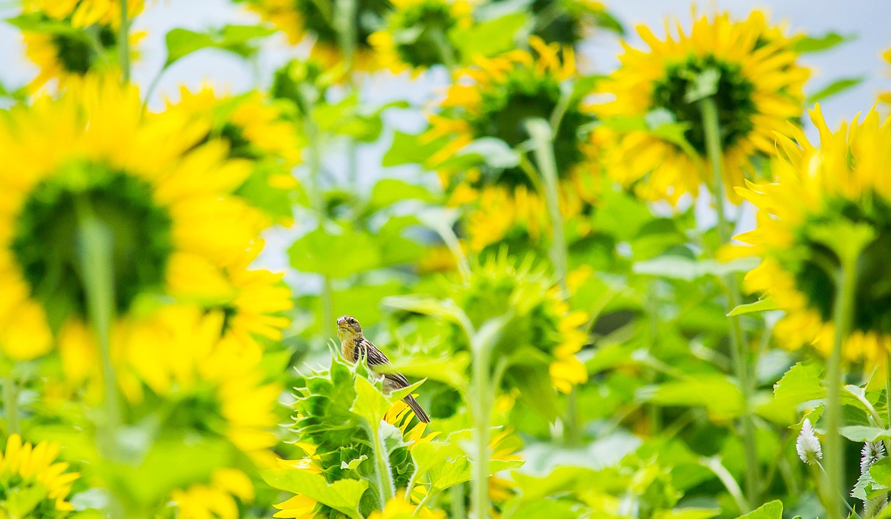 Burung Duduk Paruh - Foto gratis di Pixabay - Pixabay