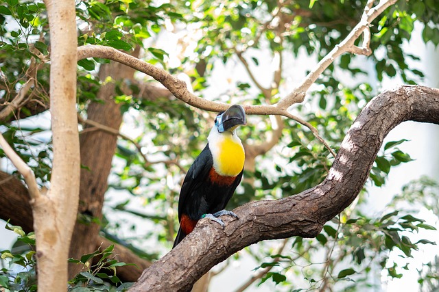Toucan Bird Jungle Free Photo On Pixabay