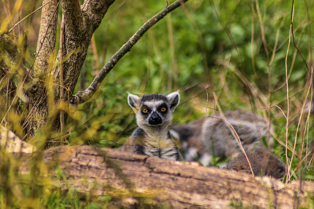 Zoo Ring-Tailed Lemur Wildlife - Free photo on Pixabay - Pixabay
