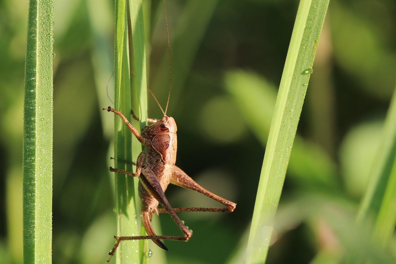 Zwierzę Konik Polny Owady - Darmowe zdjęcie na Pixabay - Pixabay