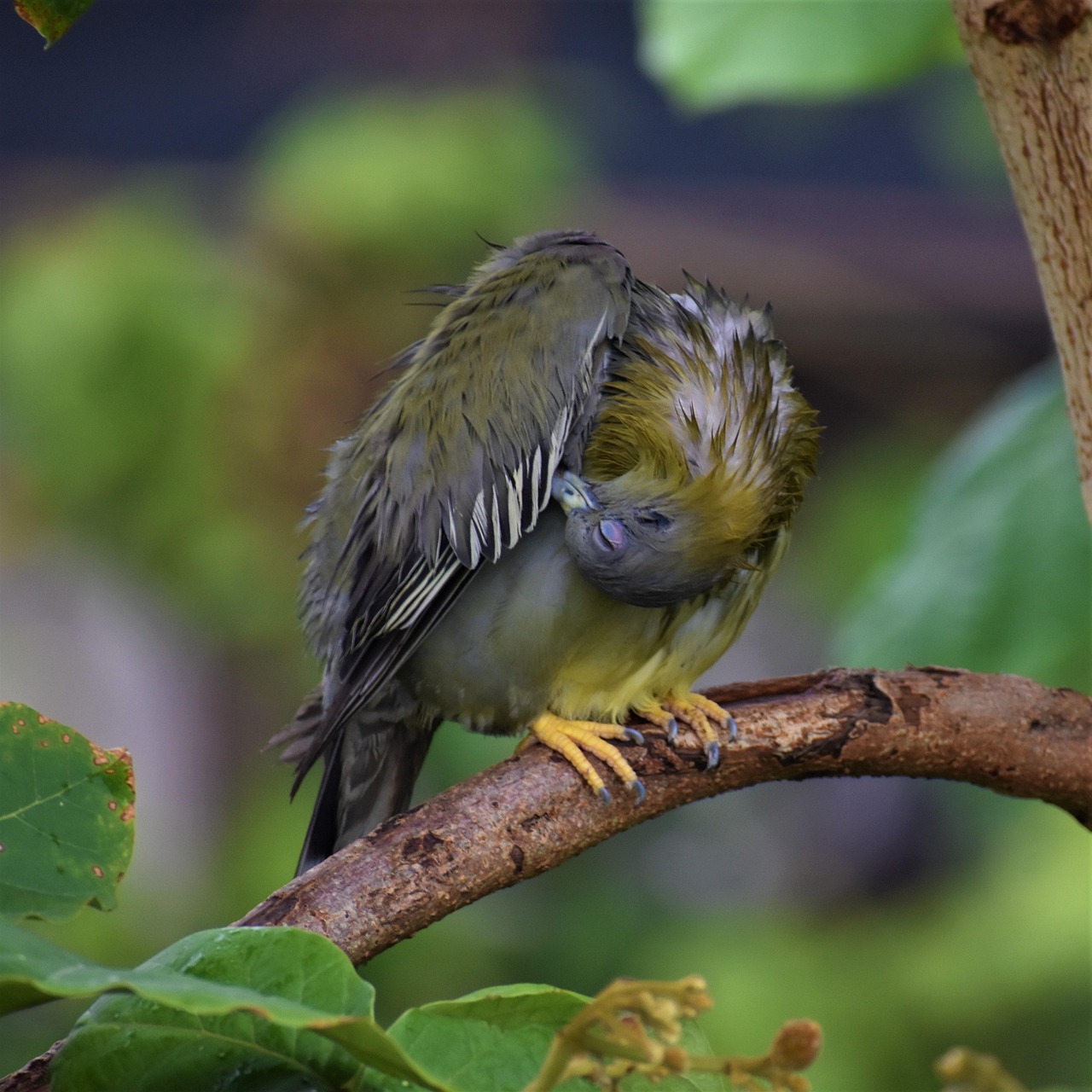 Yellow-Footed Green Pigeon - Free photo on Pixabay - Pixabay