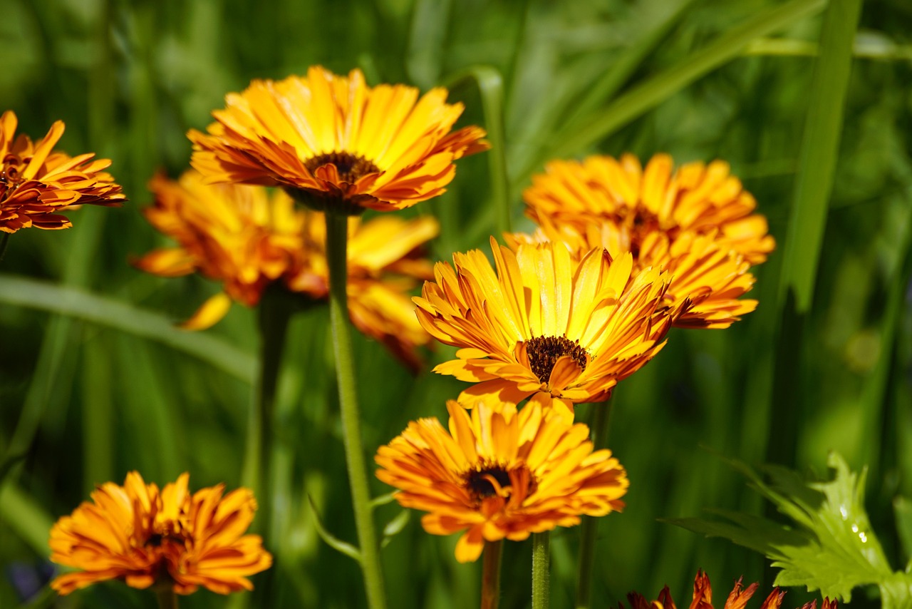 90+ Free Árnica & Arnica Photos - Pixabay