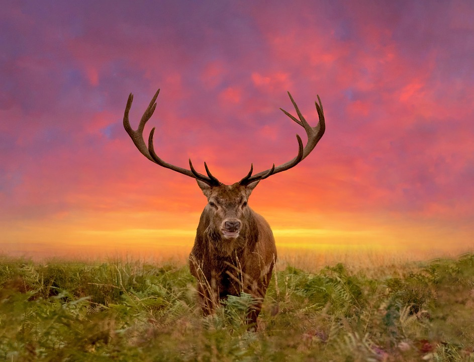 Stag Deer Wildlife - Free photo on Pixabay Stag Deer Wildlife - Free photo on Pixabay