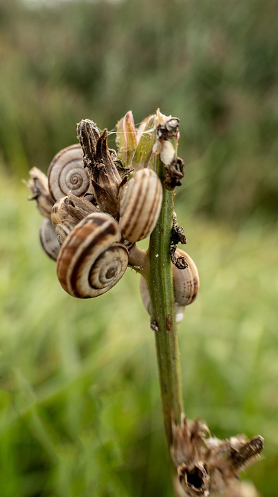 Nature Snail Shell - Free photo on Pixabay - Pixabay