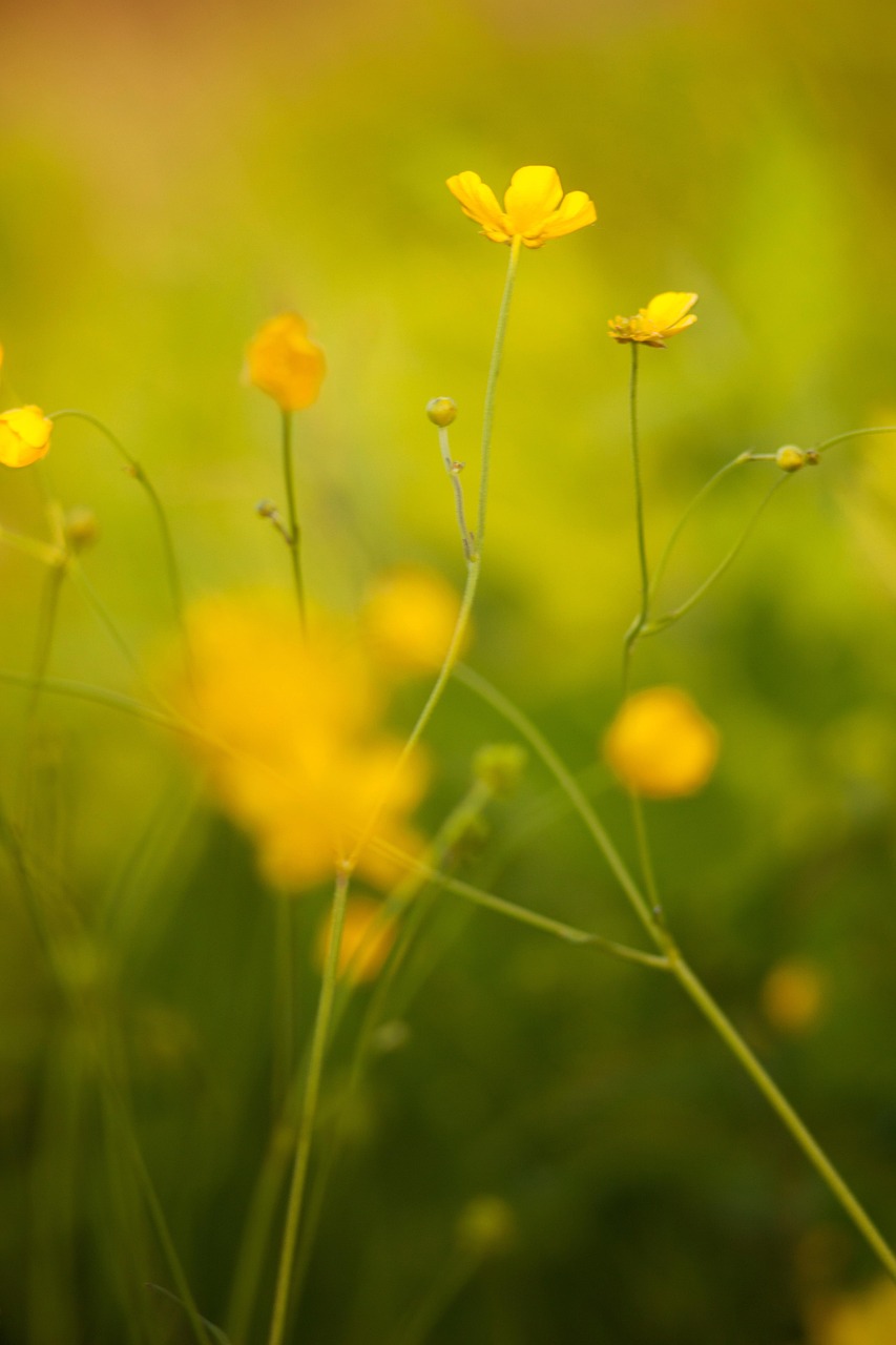 Blumen Die Natur Pflanzen - Kostenloses Foto auf Pixabay