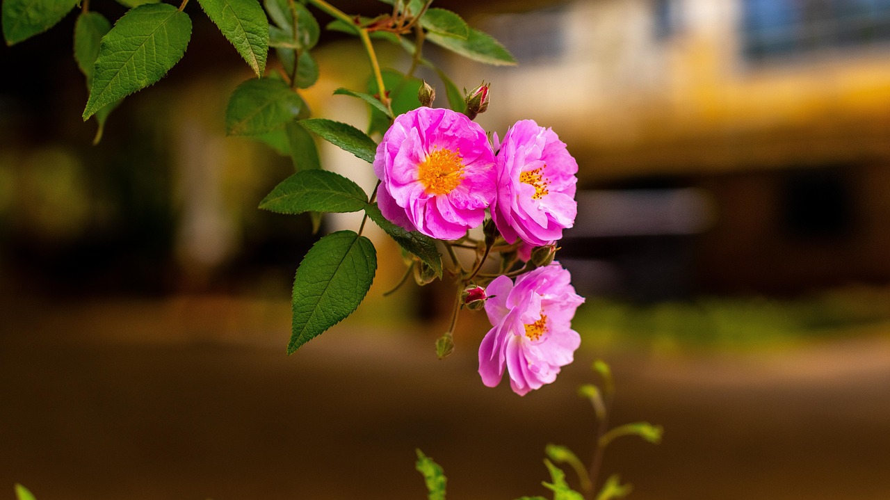 Natureza Flores Mauá - Foto gratuita no Pixabay - Pixabay