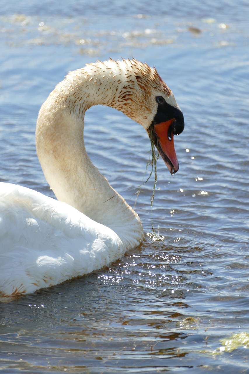 Cygne Muet Cygnus Oleur Sauvagine - Photo gratuite sur Pixabay - Pixabay