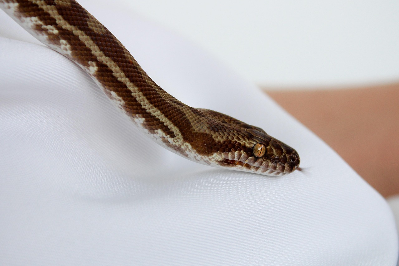 Pitone Serpente Rettile - Foto gratis su Pixabay - Pixabay