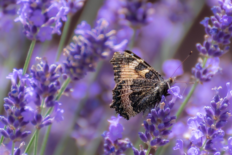 Butterfly Lavender Monarch - Free photo on Pixabay