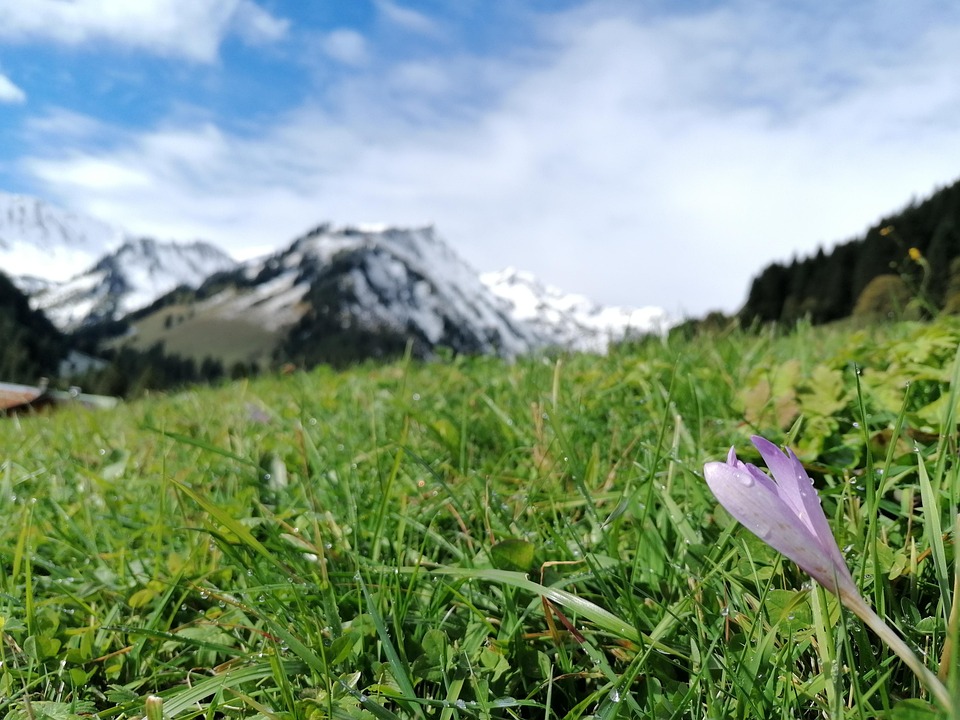 Mountain Flower Austria - Free photo on Pixabay - Pixabay