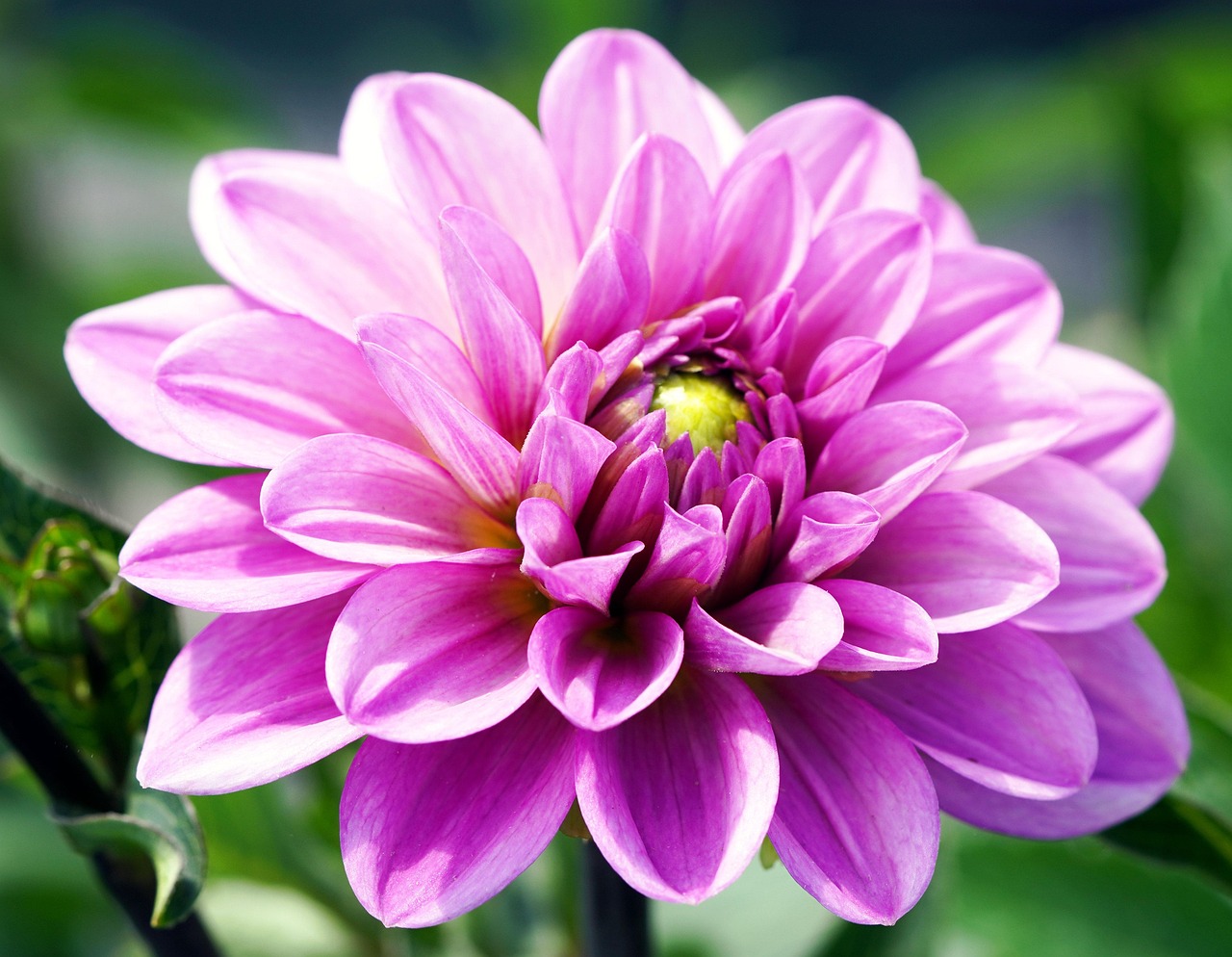 Bloem Bloesem Roze - Gratis foto op Pixabay - Pixabay