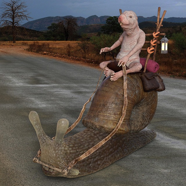 10,000+ Free Snail Ride & Snail Images - Pixabay