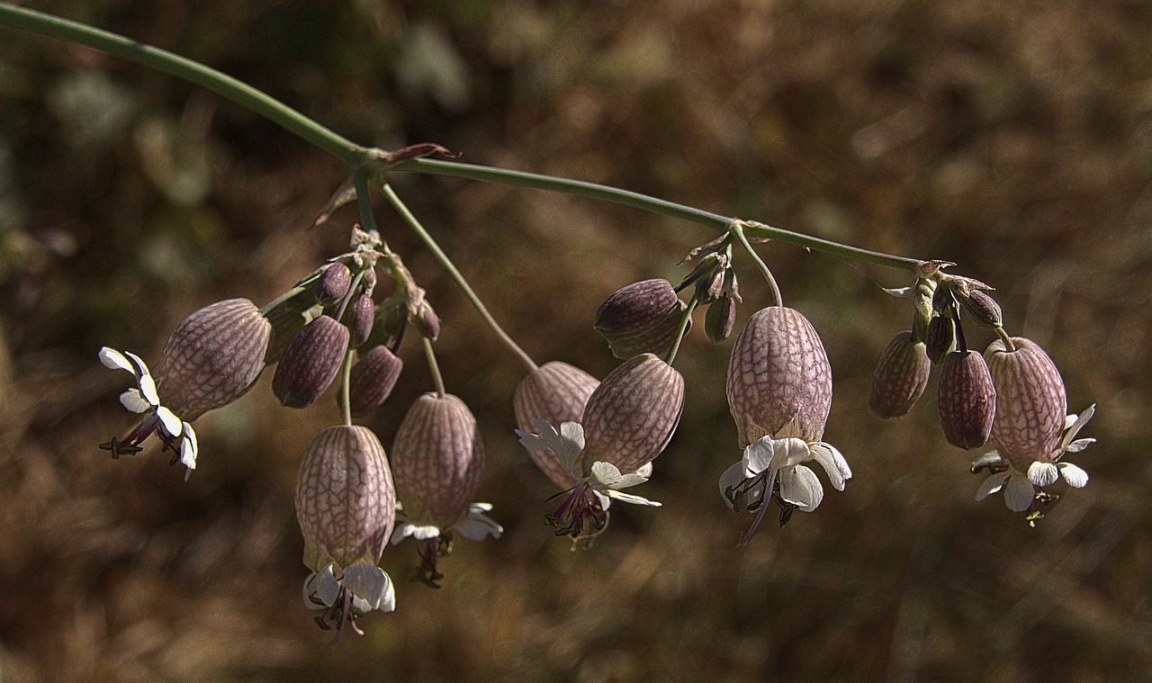 Soapworts Fruits Plant - Free photo on Pixabay - Pixabay