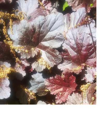 100+ Free Coral Flowers & Flower Images - Pixabay