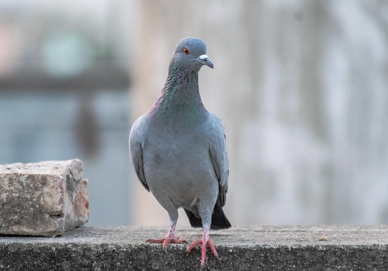 Bird Pigeon Dove - Free photo on Pixabay - Pixabay