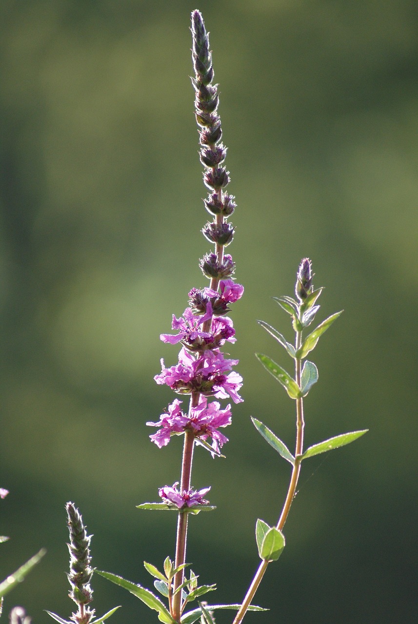 100+ Free Loosestrife & Nature Images - Pixabay