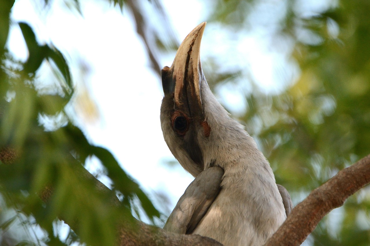 Hornbill Tropical Bird Indian Grey - Free photo on Pixabay