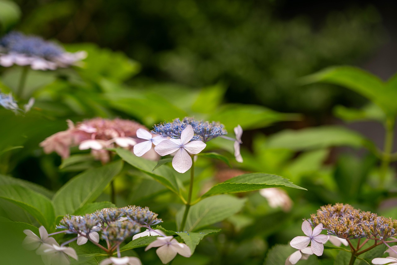 Hydrangea Bunga Tanaman - Foto gratis di Pixabay - Pixabay