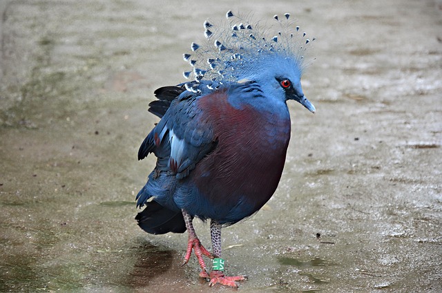Vogel Kroonduif Duif Fan - Gratis foto op Pixabay - Pixabay