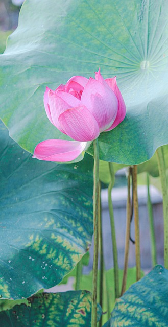 Bunga-Bunga Teratai Kelopak Mekar - Foto gratis di Pixabay - Pixabay