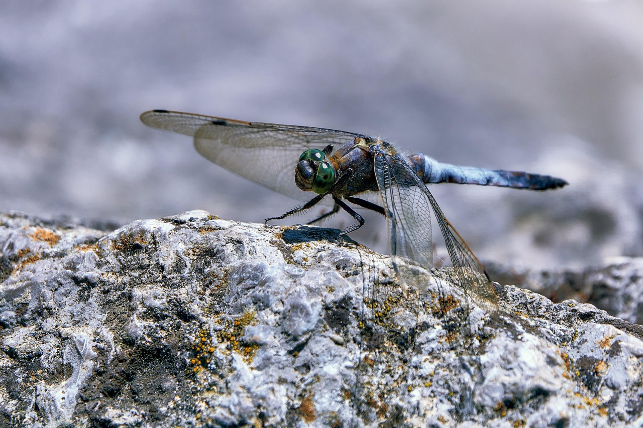 6,000+ Free Dragonflies & Dragonfly Images - Pixabay