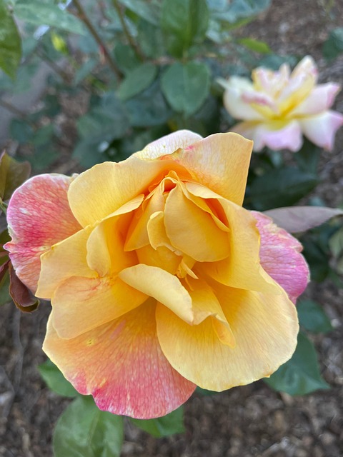 Sherbet Rose Flowers - Free photo on Pixabay - Pixabay