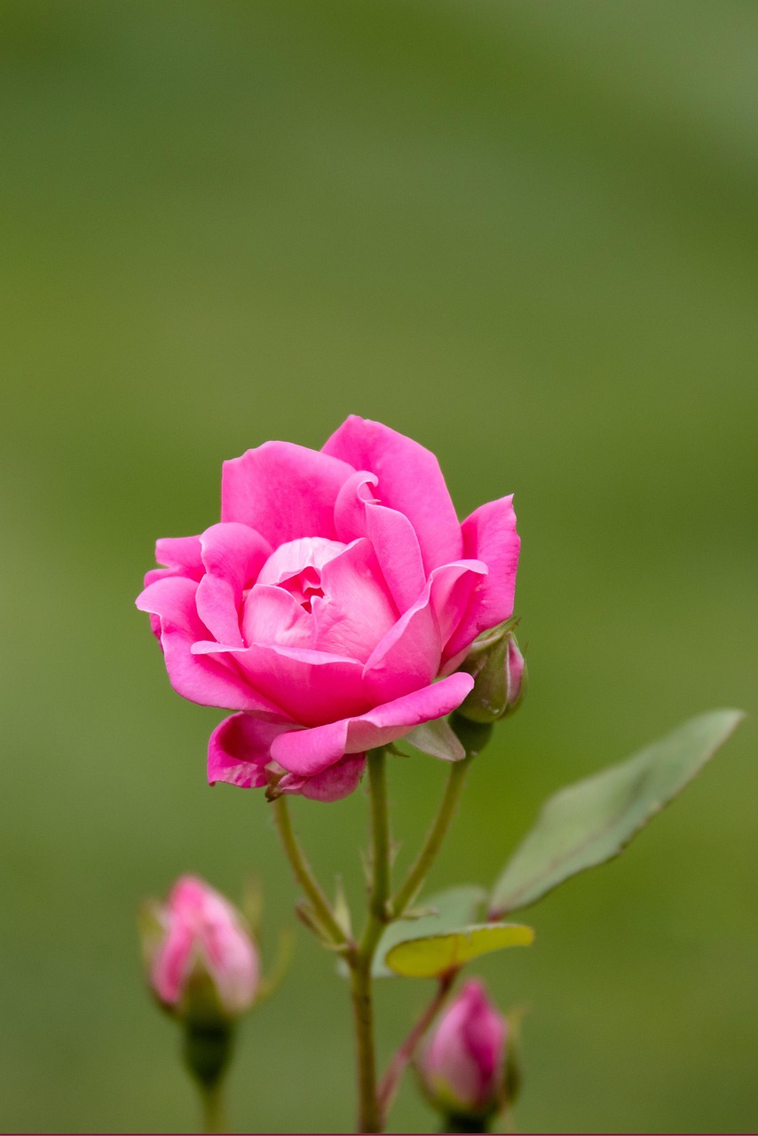Flowers Petals Stamen - Free photo on Pixabay