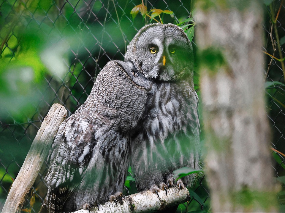 Great Grey Owls Birds - Free photo on Pixabay