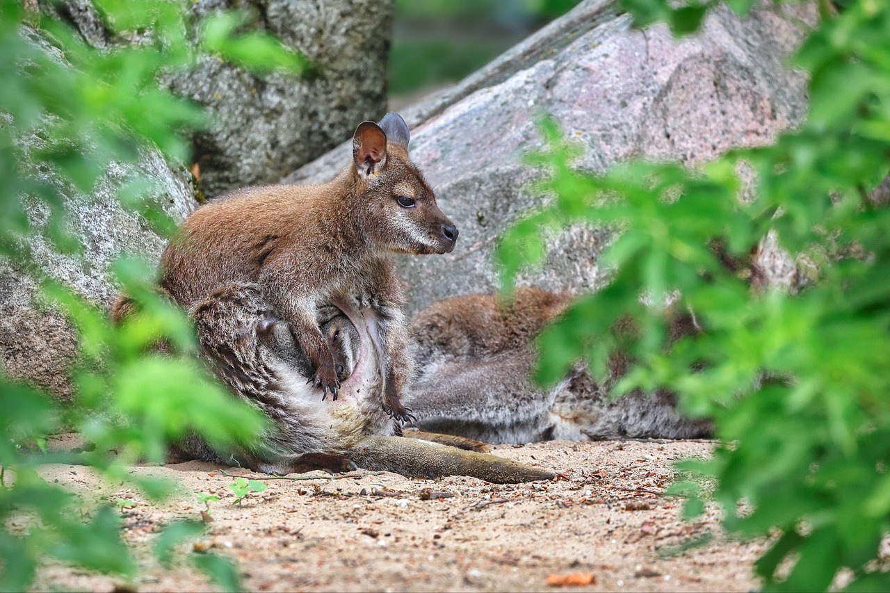 Bennett'S Wallaby Joey Animal - Free photo on Pixabay - Pixabay