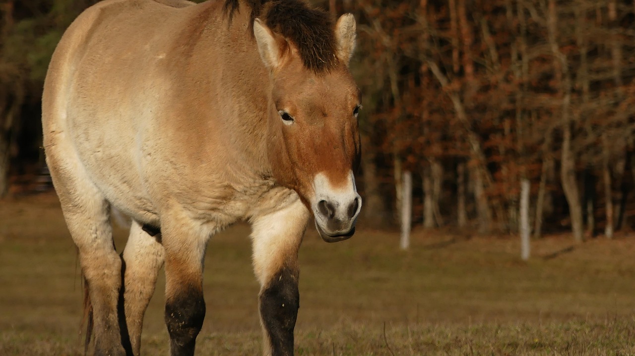 100+ kostenlose Wildpferd und Natur-Bilder - Pixabay