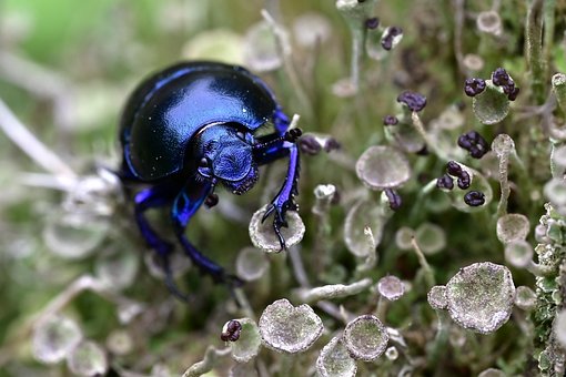 Beetle Insect Dung - Free photo on Pixabay