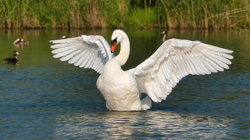 Swan Bird Lake Evening - Free photo on Pixabay